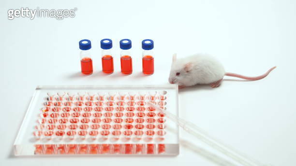 Curious white rat in a lab (shallow DOF, selective focus on the rat paw ...