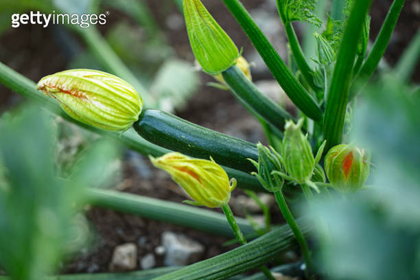 fresh pumpkin and pumpkin flowers. organic farming field. 이미지 ...