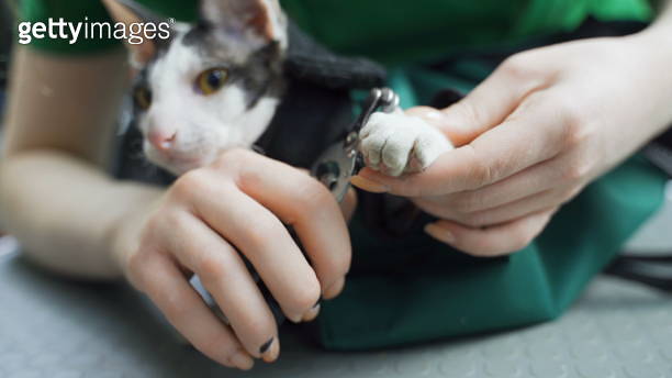 Cutting long sharp cat claws. Close-up of cat paws in focus while ...