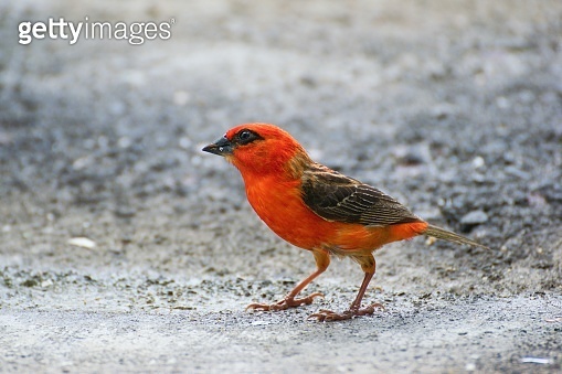 The Mauritius Fody bird male , Mauritius Island (Foudia rubra ...