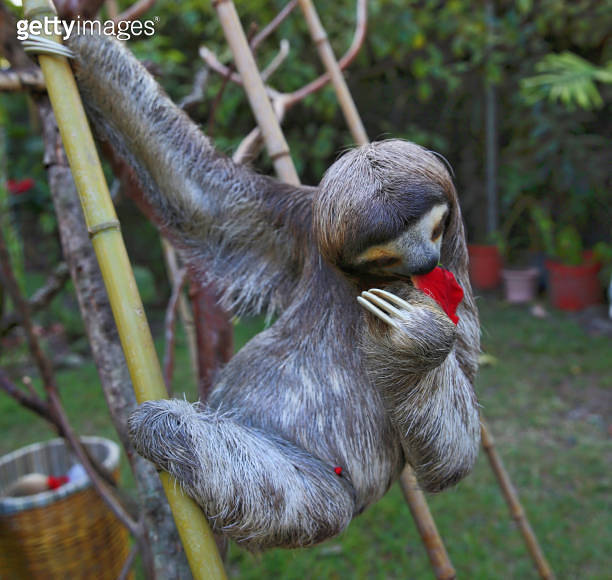 Happy Three-Toed Sloth relaxing and eating Hibiscus flowers 이미지 ...