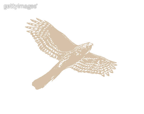 Line art vector of a Cooper's Hawk flying (1283263515) 일러스트, 무료 일러스트 ...