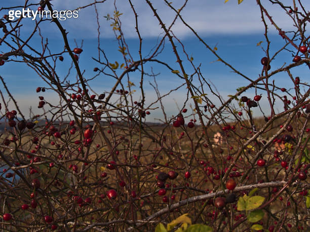 Bare rose hip (rosa rugosa) bush in autumn season with thorns on ...