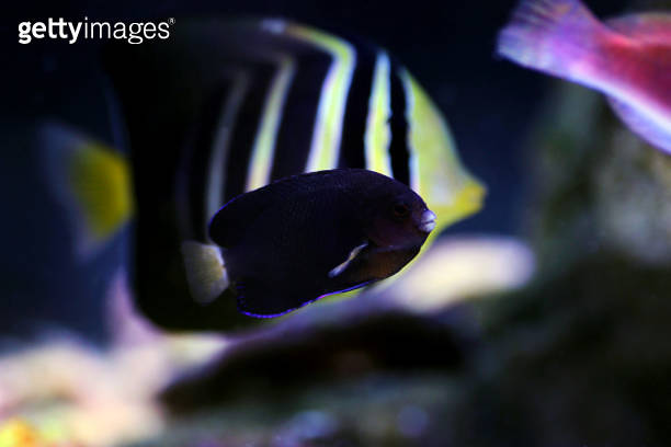Pygmy Yellowtail dwarf Angelfish - (Centropyge flavicauda) (1201312504 ...