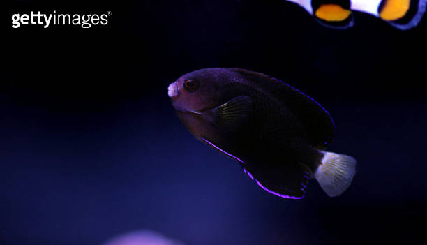 Pygmy Yellowtail dwarf Angelfish - (Centropyge flavicauda) (1201312499 ...