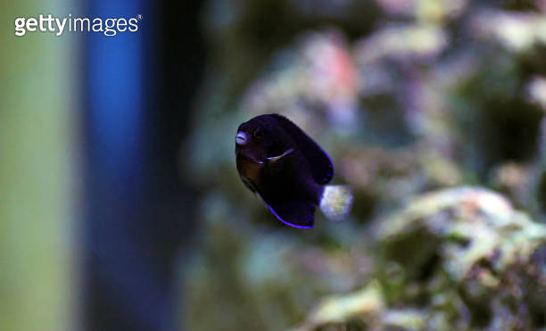 Pygmy Yellowtail dwarf Angelfish - (Centropyge flavicauda) 이미지 ...