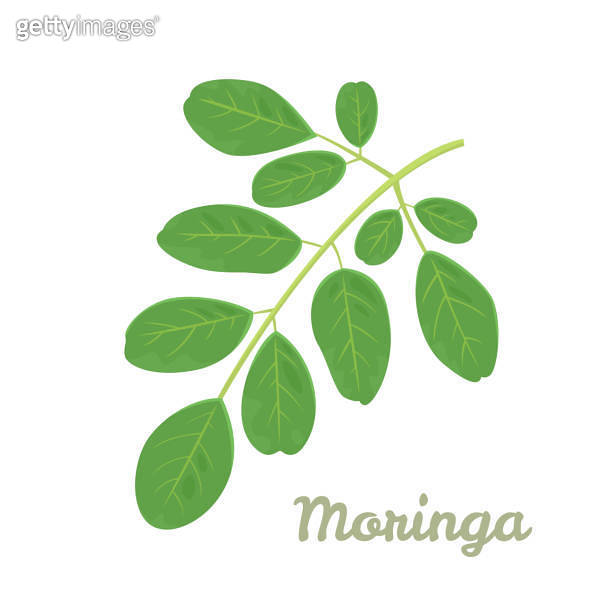 Moringa oleifera leaves Isolated on white background. Vector ...