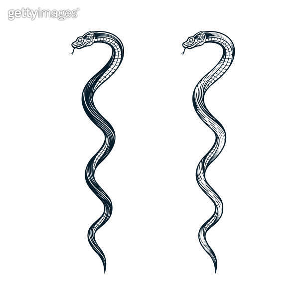 Two twisted snakes. (1217756719) 일러스트, 무료 일러스트, 아이콘, 무료 아이콘 - 게티이미지뱅크