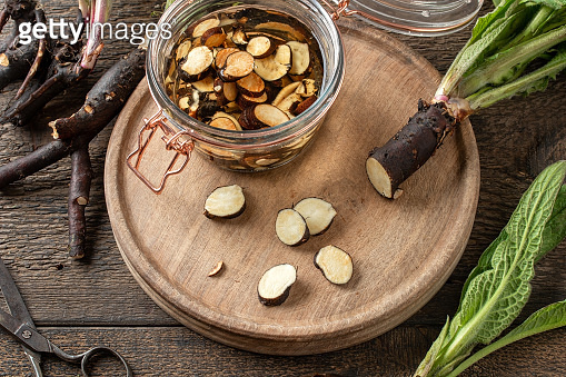 Cutting up fresh comfrey root collected in spring, to prepare herbal ...