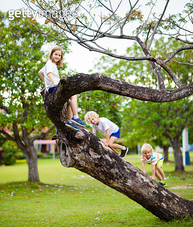Kids climb tree in summer park. Child climbing. (1207198026) - 게티이미지뱅크
