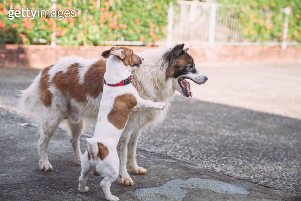 Young playful dog roaring walking and playing with playful Jack Russell ...