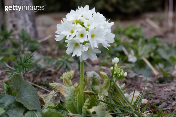 Drumstick Primrose PRIMULA DENTICULATA ALBA 이미지 (1215390002) - 게티이미지뱅크