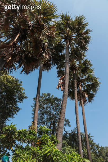 farmer climbing palmyra palm trees in Cambodia 이미지 (1210052541) - 게티이미지뱅크