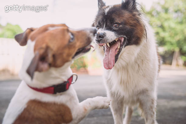 Young playful dog roaring walking and playing with playful Jack Russell ...