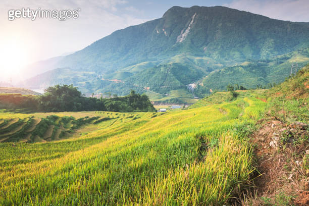 The beautiful green paddy rice field with a clean canal and forest ...