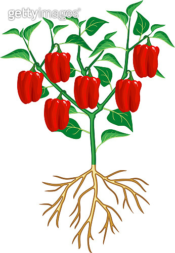 Pepper plant with green leaf and red peppers. General view of plant ...