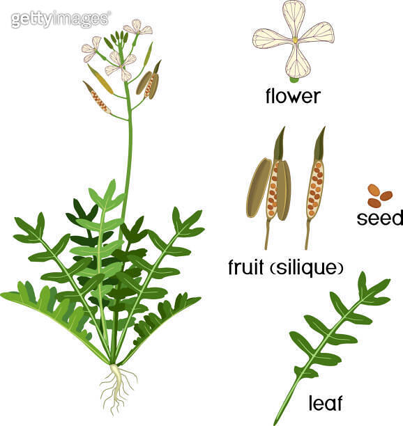Parts of plant. Morphology of Garden rocket plant with green leaves ...