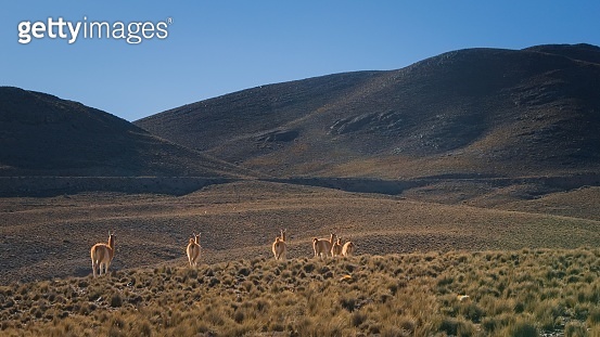 Herd of guanacos (Lama guanicoe) spotted in the steppes of ...