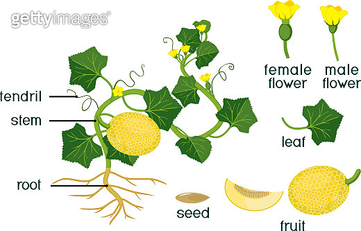 Parts of plant. Morphology of melon plant with fruits, flowers, green ...