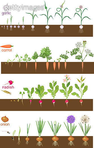 Set of life cycles of vegetable plants (garlic, radish, carrot and ...