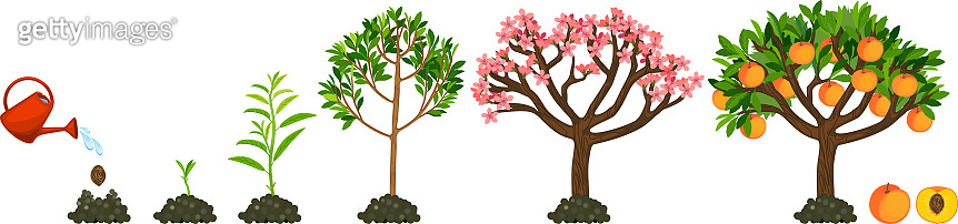 Life cycle of peach tree isolated on white background. Plant growing ...