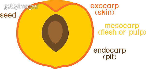 Structure of drupe or stone fruit (peach) with title 이미지 (1251174479 ...