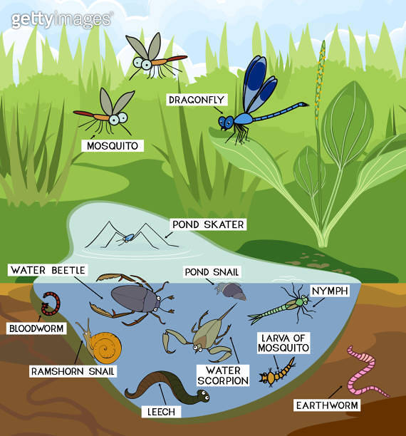 Ecosystem of pond. Insects and other invertebrates animals in their ...