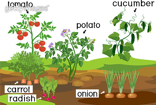 Landscape with vegetable garden. Potato, onion, carrot cucumber, tomato ...