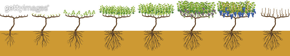 Annual growth life cycle of grapevine isolated on white background ...