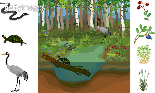Ecosystem of swamp. Different swamp inhabitants: animals and plants ...