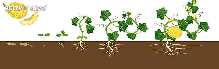 Life cycle of melon plant. Growth stages from seeding to flowering and ...