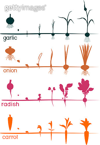 Set of life cycles of vegetable plants (garlic, radish, carrot and ...