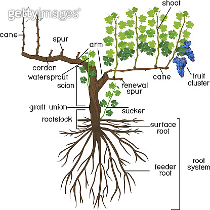Parts of plant. Morphology of grape vine plant with root system ...