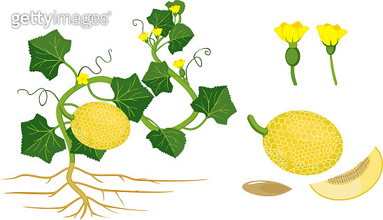 Parts of plant. Morphology of melon plant with fruits, flowers, green ...