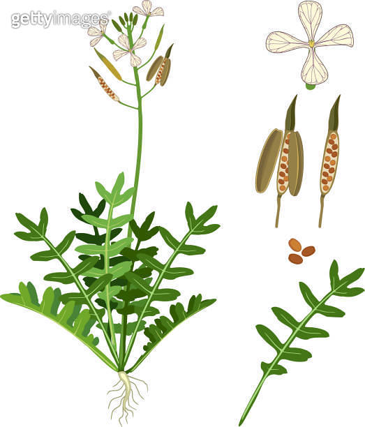Parts of plant. Morphology of Garden rocket plant with green leaves ...