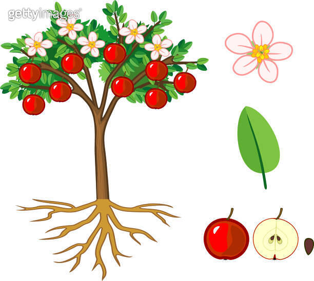 Parts of plant. Morphology of apple tree with fruits, flowers, green ...