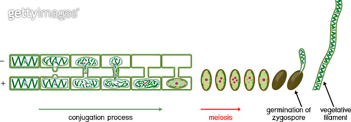 Life Cycle and lateral conjugation of Spirogyra (charophyte green algae ...