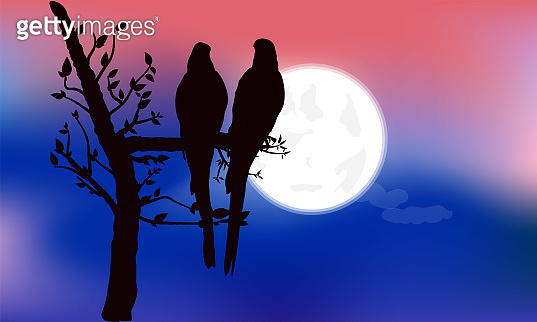 Two Bird Silhouette Macaw standing on branch with moon background an ...