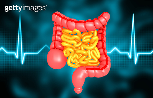 Human large and small intestine 이미지 (1271504061) - 게티이미지뱅크