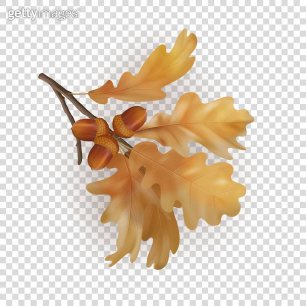 Autumn Oak Branch 이미지 (1271255209) - 게티이미지뱅크