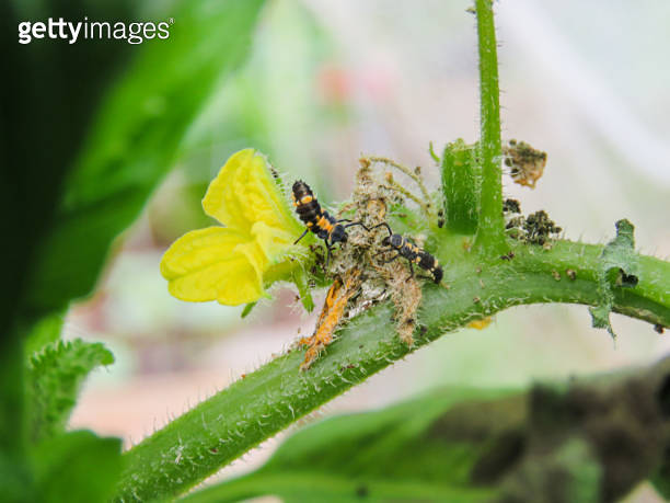 lady bug larva baby ladybug eating hunting food bugs insect good have ...