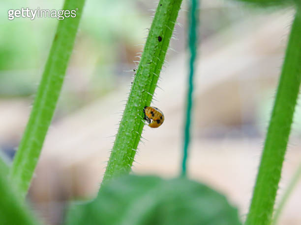 ladybug lady bird larva cocoon pupa getting baby to adult bug beauty in ...