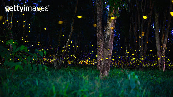 Firefly flying in the forest. Fireflies in the bush at night in ...