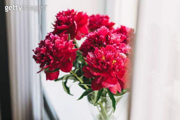 Beautiful mono bouquet of fresh lush red peonies in vase on the ...