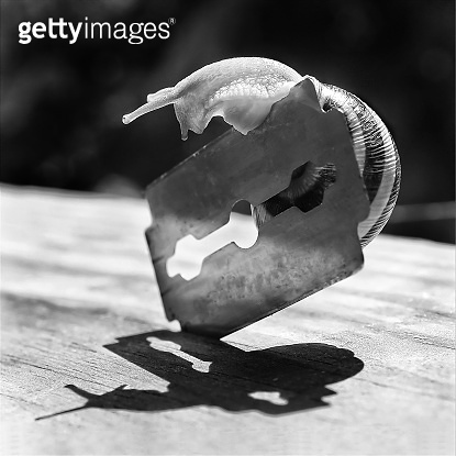 Snail is climbing over a razor blade 이미지 (1284060301) - 게티이미지뱅크