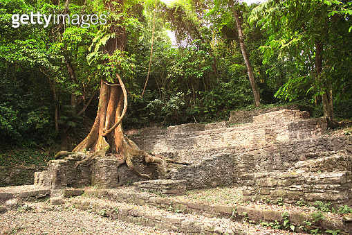 Giant tree in ruins of Palenque, Chiapas, Mexico 이미지 (1219020496) - 게티이미지뱅크