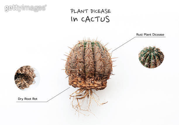 Cactus disease dry root rot caused by fungi, severe damage fungi ...
