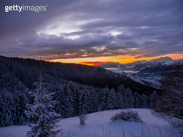 Wonderful sunset over the Alps. Pine trees covered with fresh snow. Sun ...