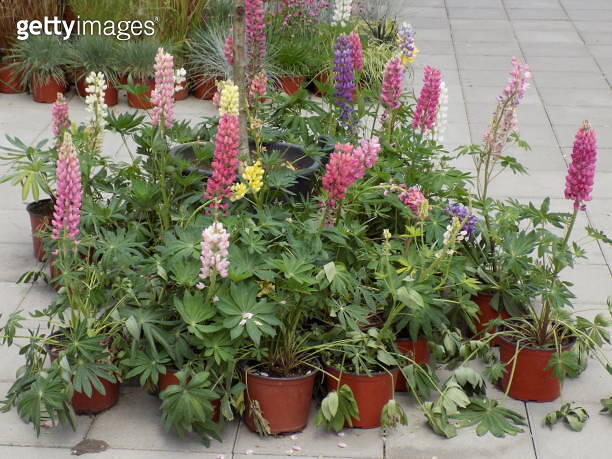 Delphinium in bloom on the street market 이미지 (1250740010) - 게티이미지뱅크