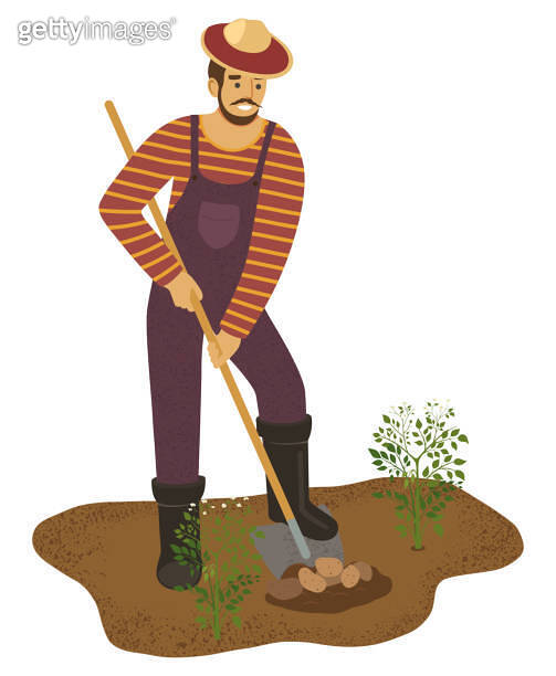 Farmer man with shovel is digging potato in garden. Vector illustration ...